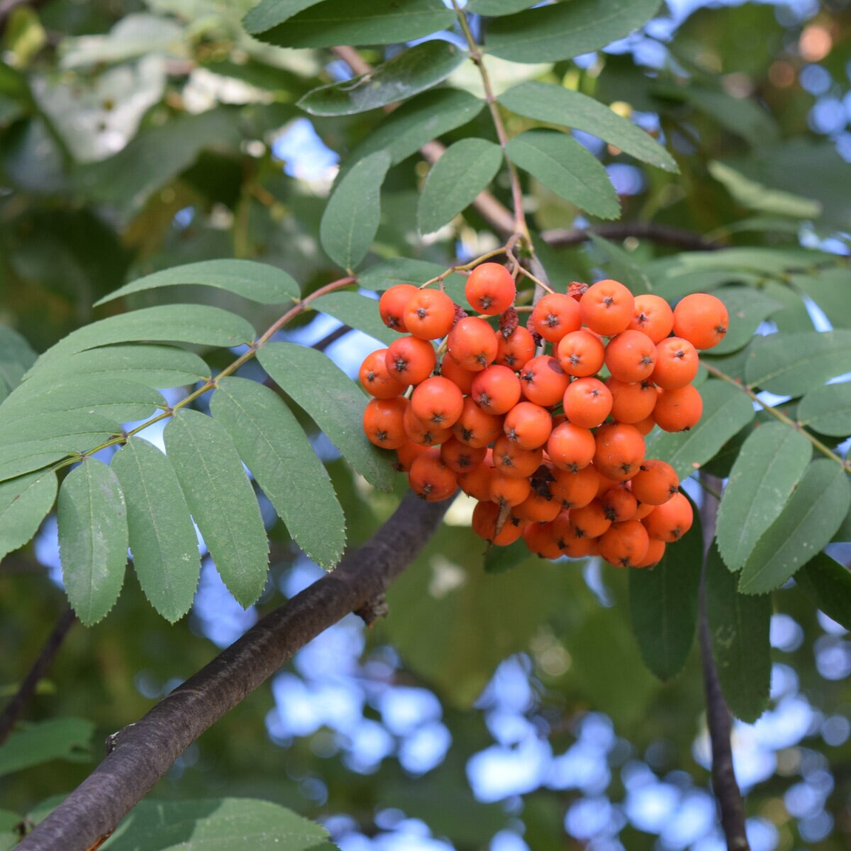 Sorbus Decora Northern Mountain Ash | SiteOne