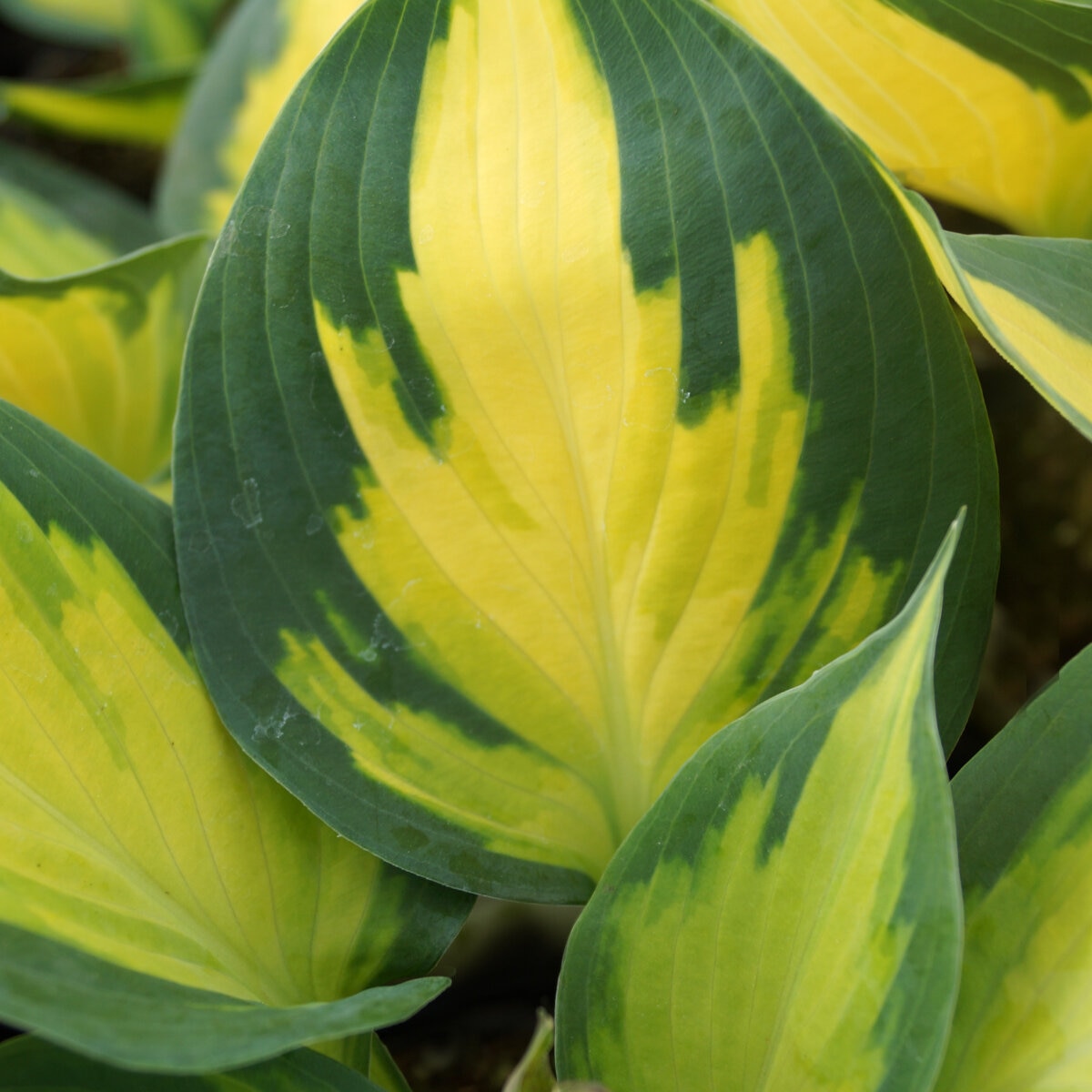 Hosta Forbidden Fruit Plantain Lily | SiteOne US