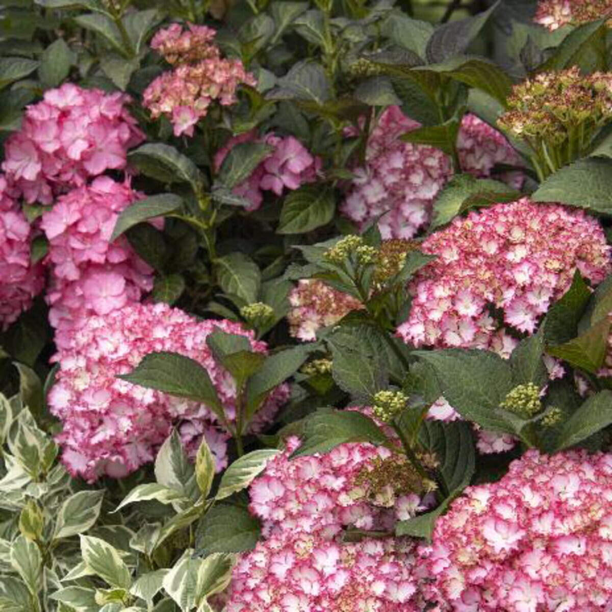 Hydrangea Macrophylla Seaside Serenade Hortfire Fire Island Big Leaf ...