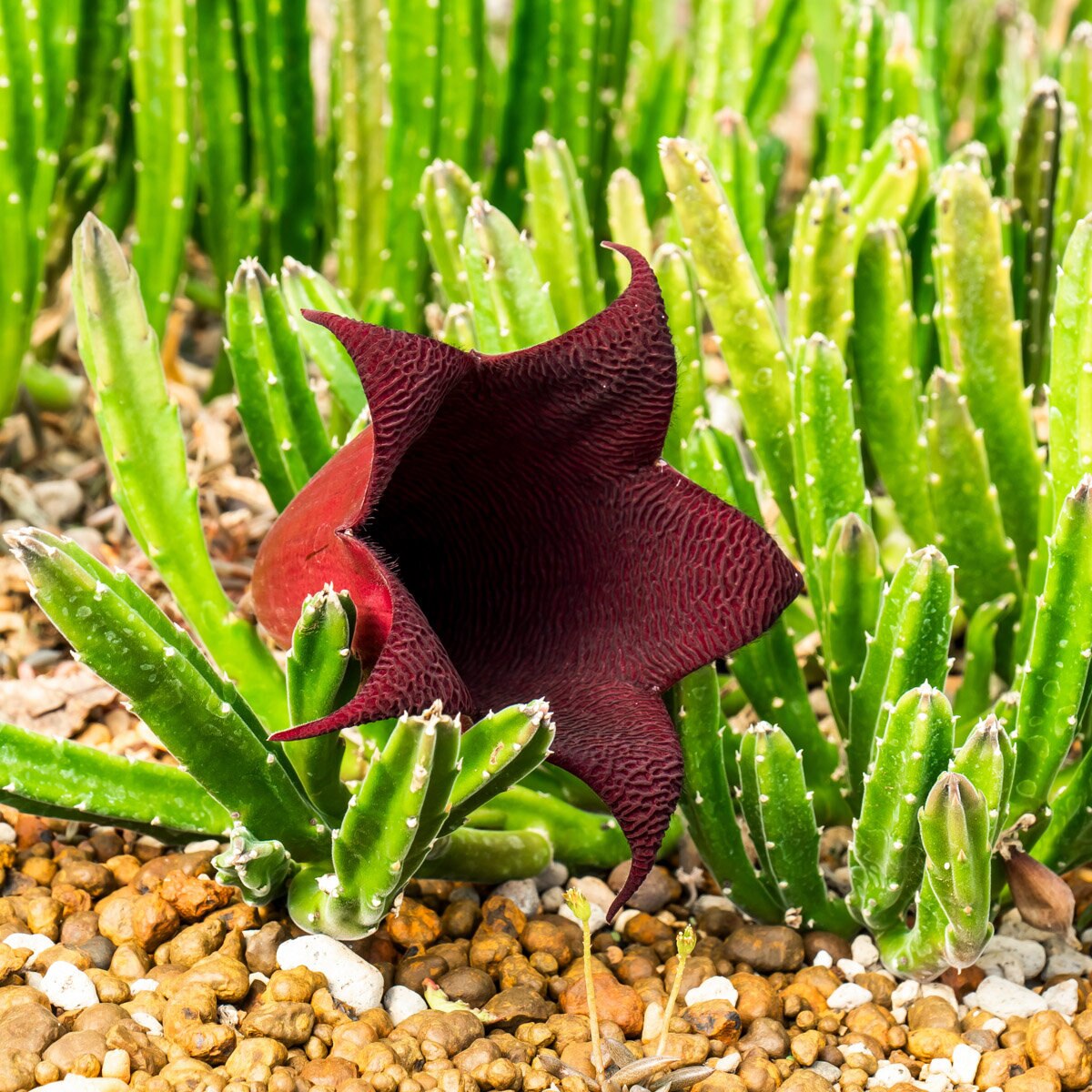 Stapelia hirsuta African Starfish Flower | SiteOne US