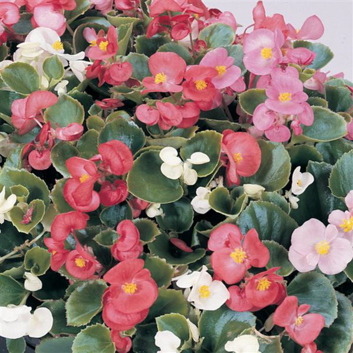 Begonia Semperflorens Prelude Mixture Wax Begonia | SiteOne US
