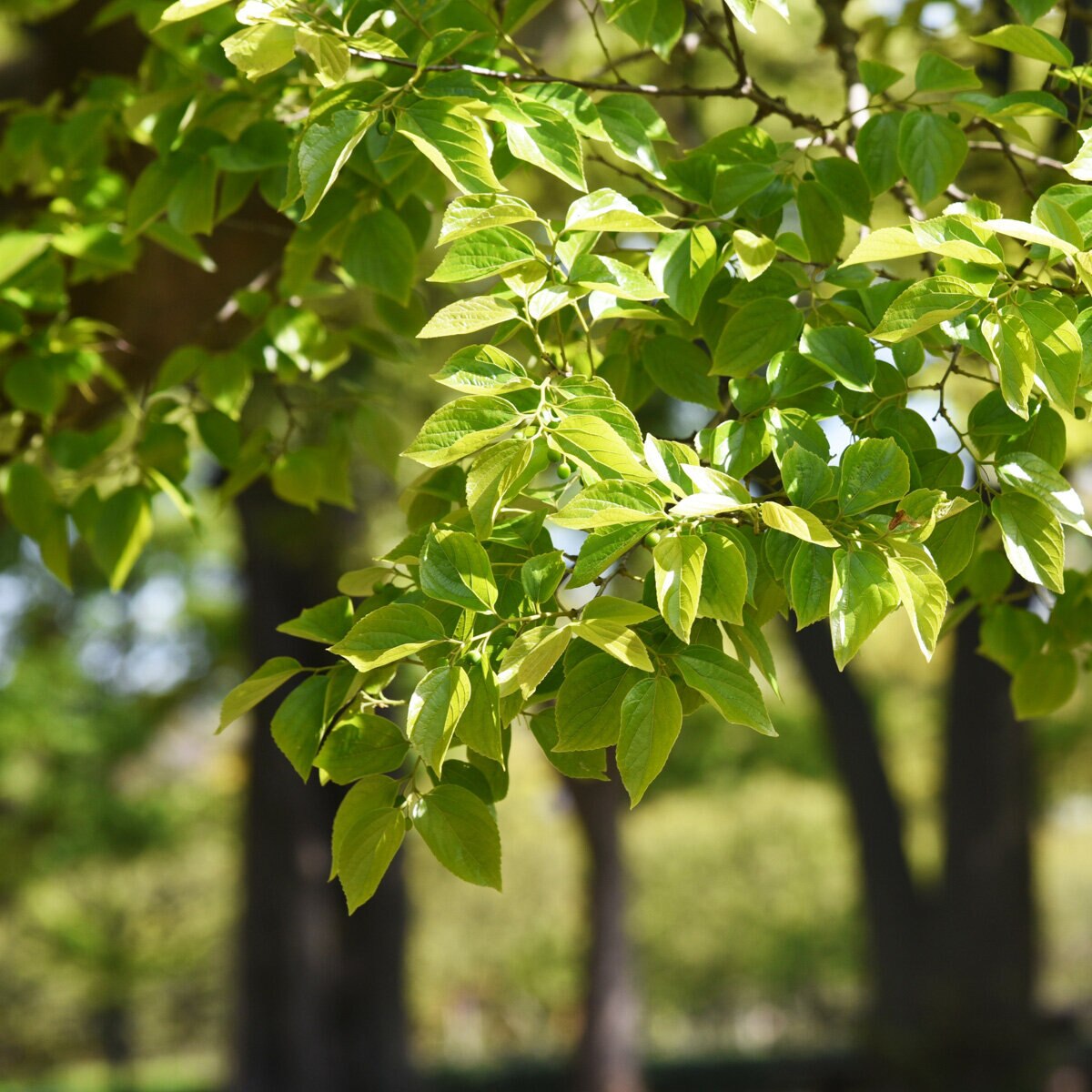 Celtis Sinensis Chinese Hackberry | SiteOne US