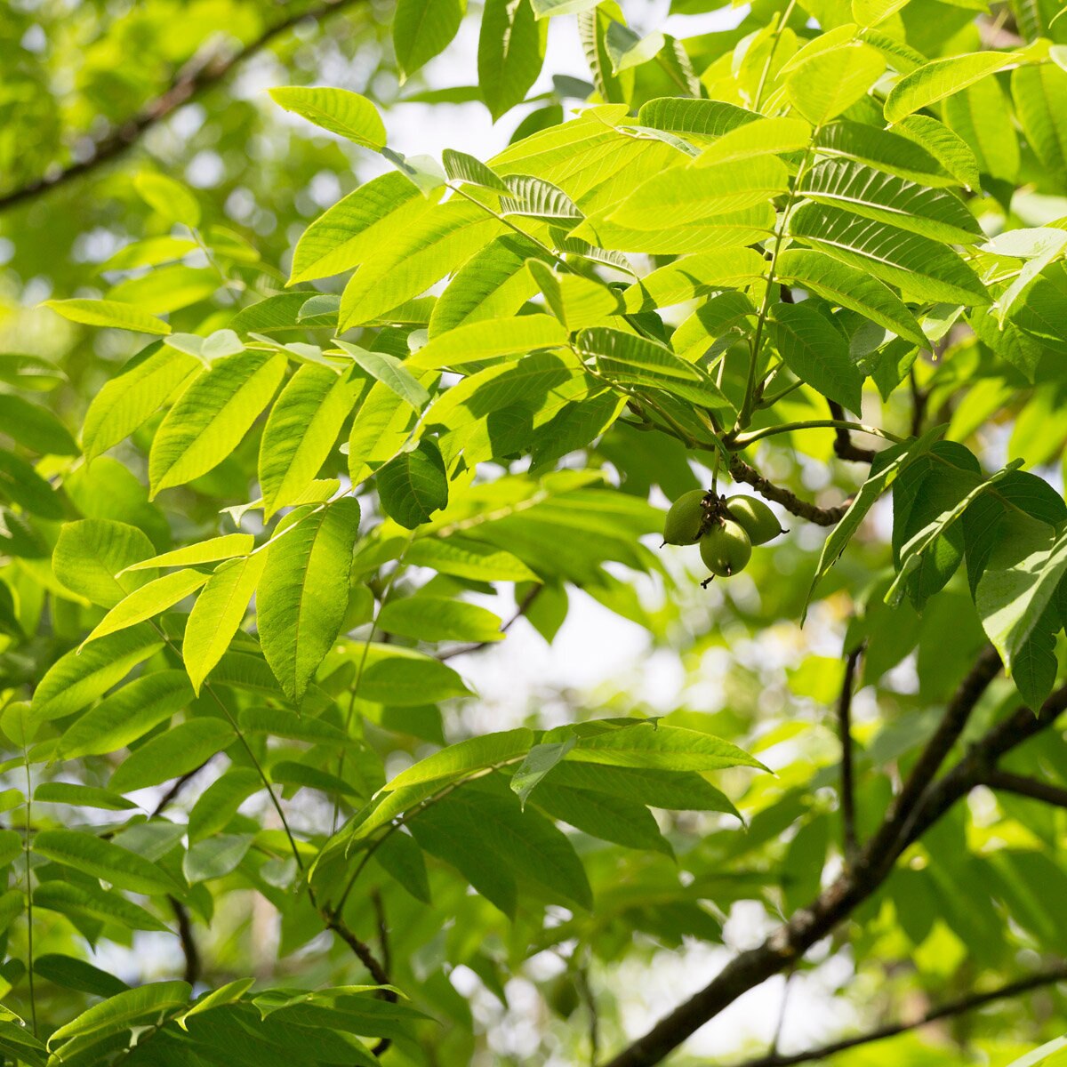 Juglans Cinerea White Walnut | SiteOne