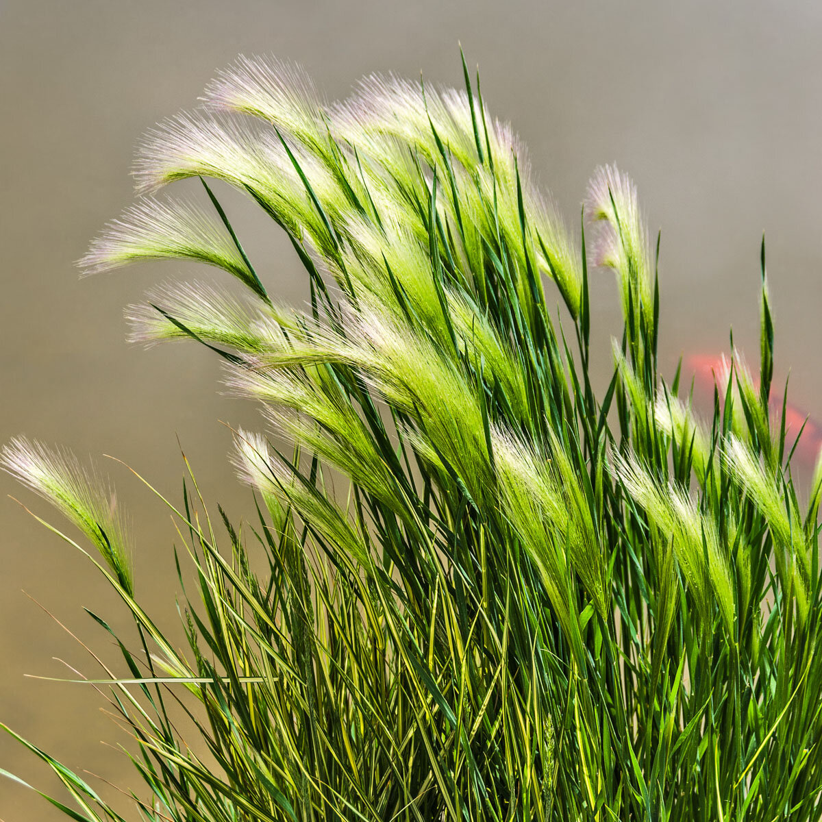 Calamagrostis X Acutiflora Eldorado Golden Variegated Feather Reed ...