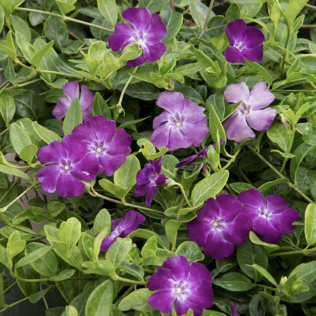 Vinca Minor Atropurpurea Wine Common Periwinkle | SiteOne US