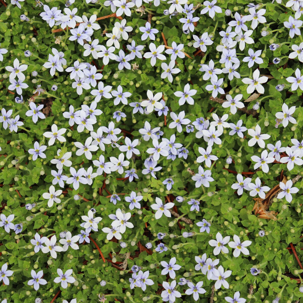 Isotoma Fluviatilis Blue Star Creeper | SiteOne US