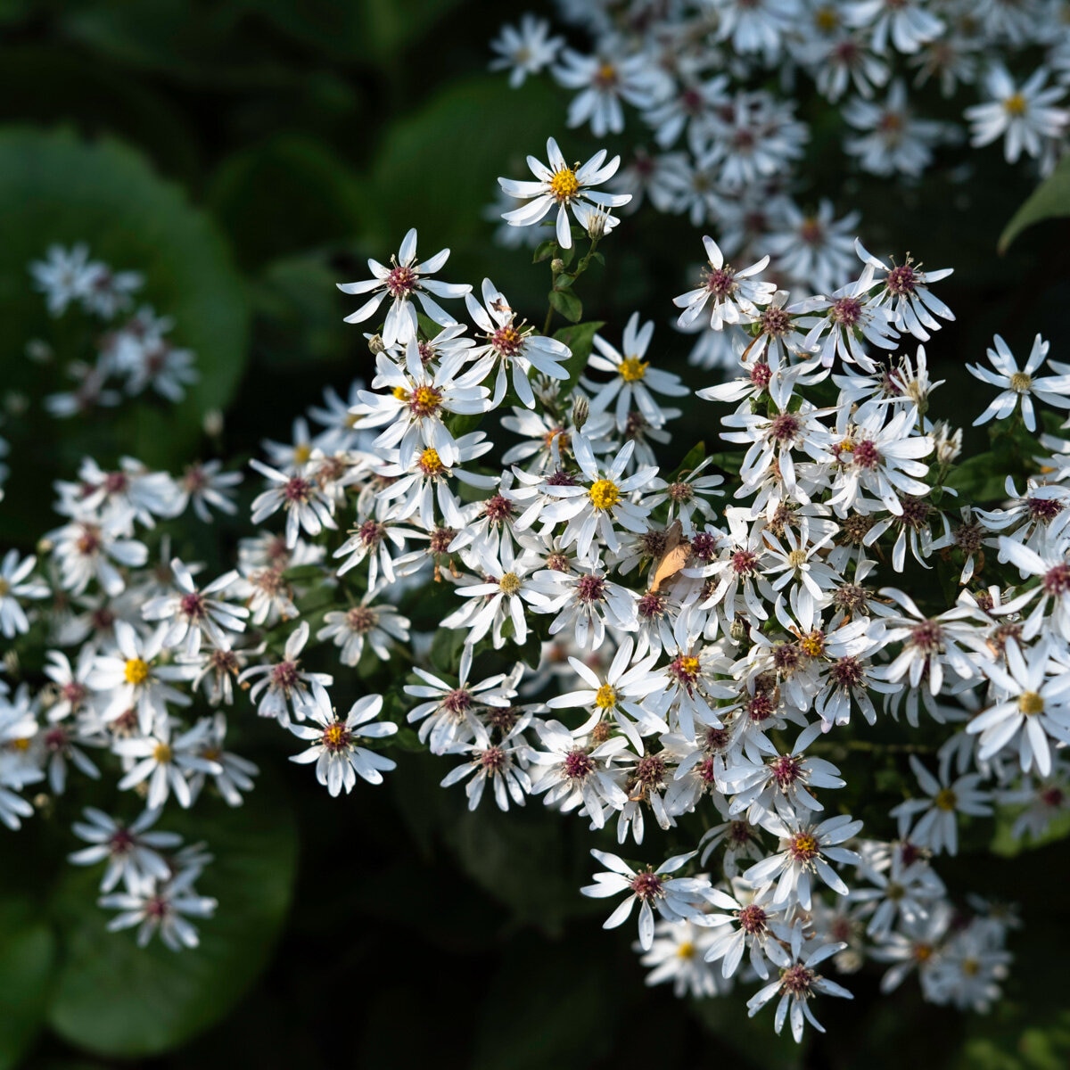 Aster Divaricatus Eastern Star Aster | SiteOne US