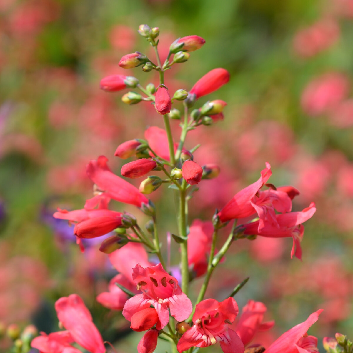 Penstemon Schmidel Riding Hood Red Beardtongue | SiteOne US