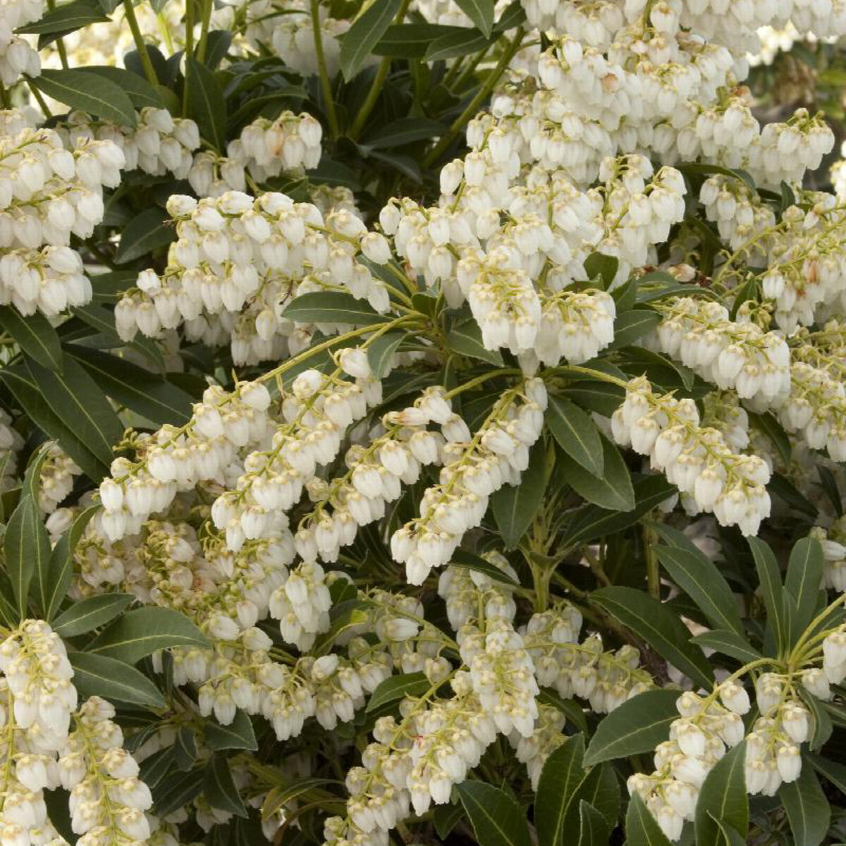 Pieris Japonica Purity Japanese Andromeda | SiteOne