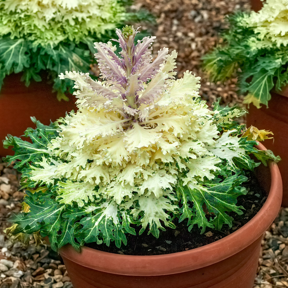 Brassica Oleracea Coral Prince (White) Ornamental Cabbage & Kale | SiteOne US