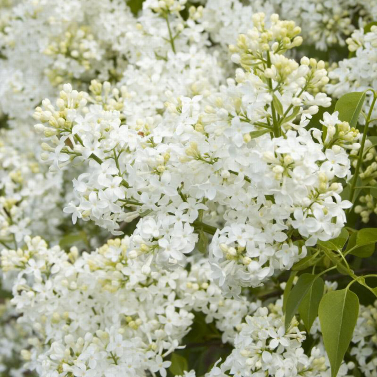 Syringa X Hyacinthiflora Angel White Lilac | SiteOne US