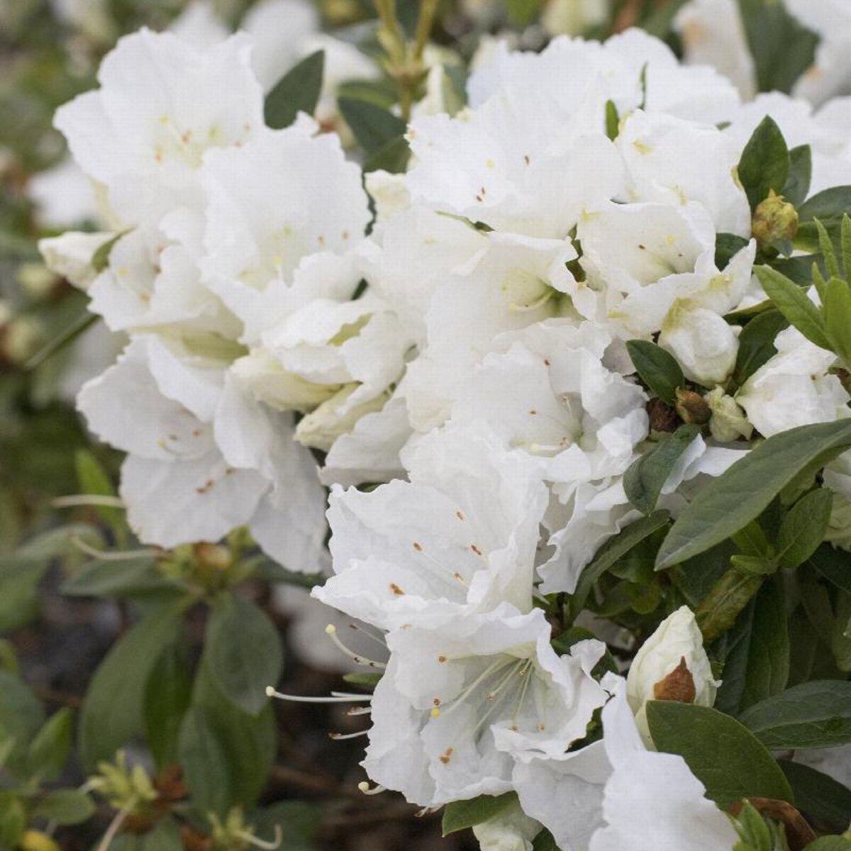Rhododendron indica Alaska Southern Indian Azalea | SiteOne US