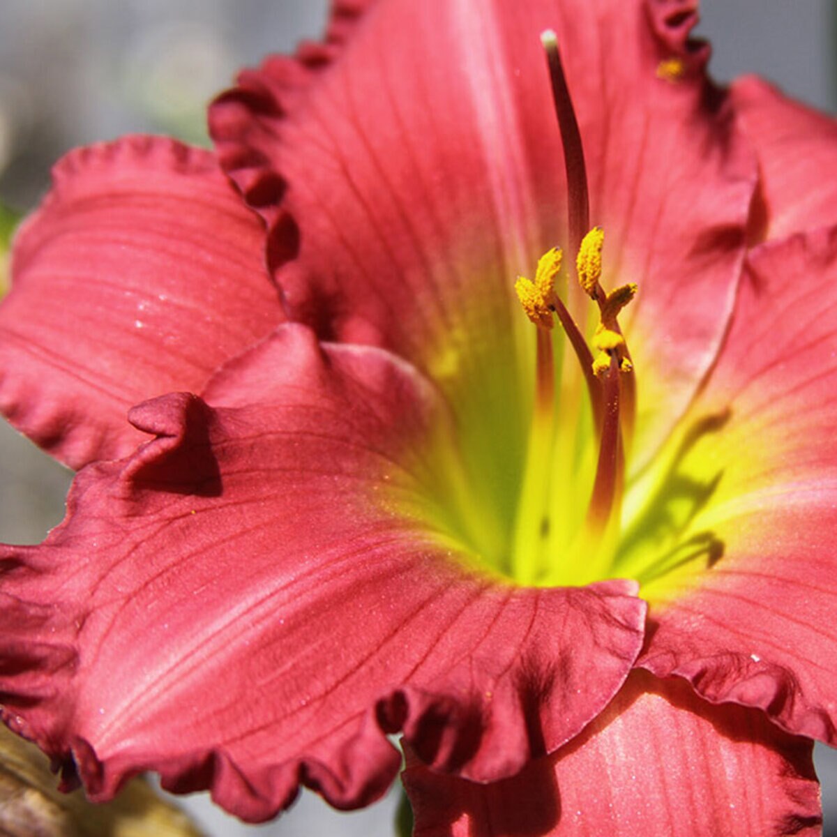 Hemerocallis x Happy Ever Appster Dynamite Returns Daylily | SiteOne US