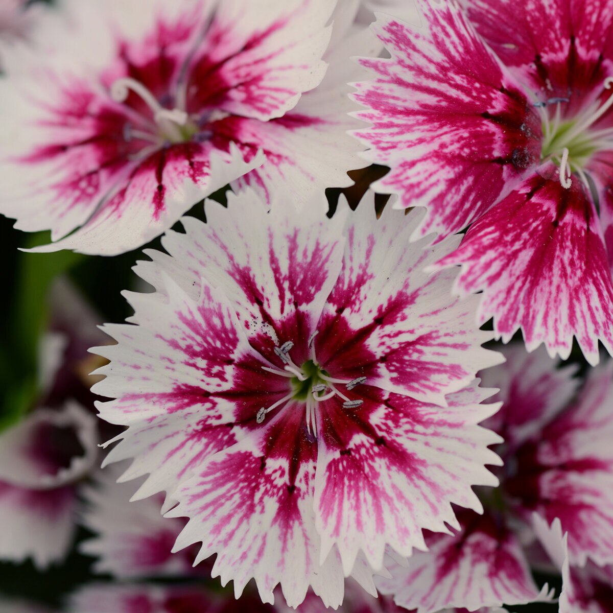 Dianthus Chinensis X Barbatus Floral Lace Picotee Diant | SiteOne
