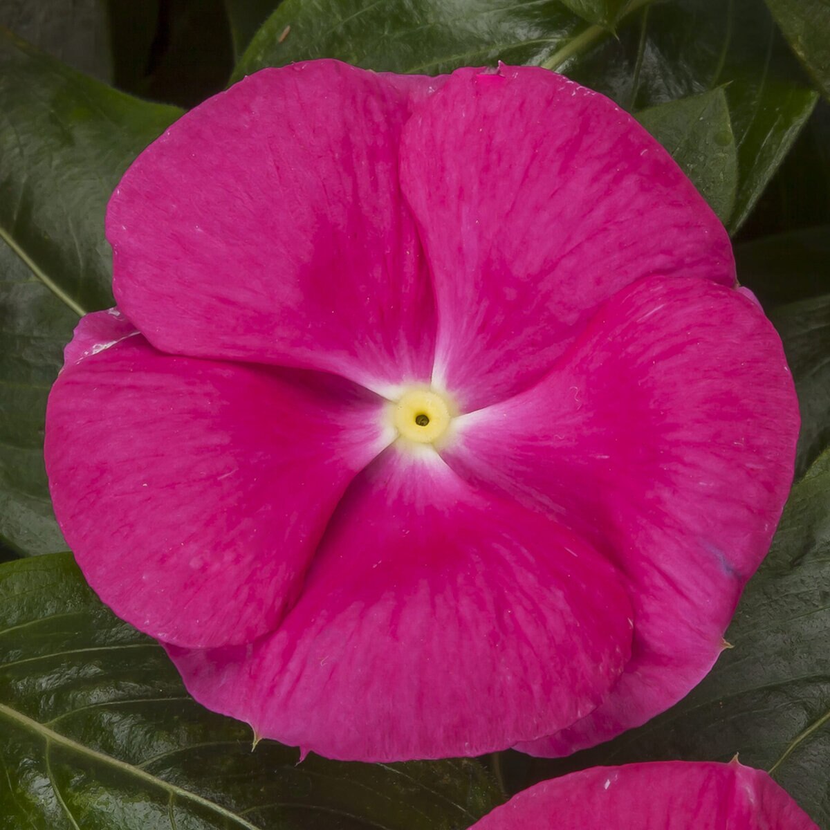 Catharanthus Roseus Cora Cascade XDR Bright Rose Vinca | SiteOne US