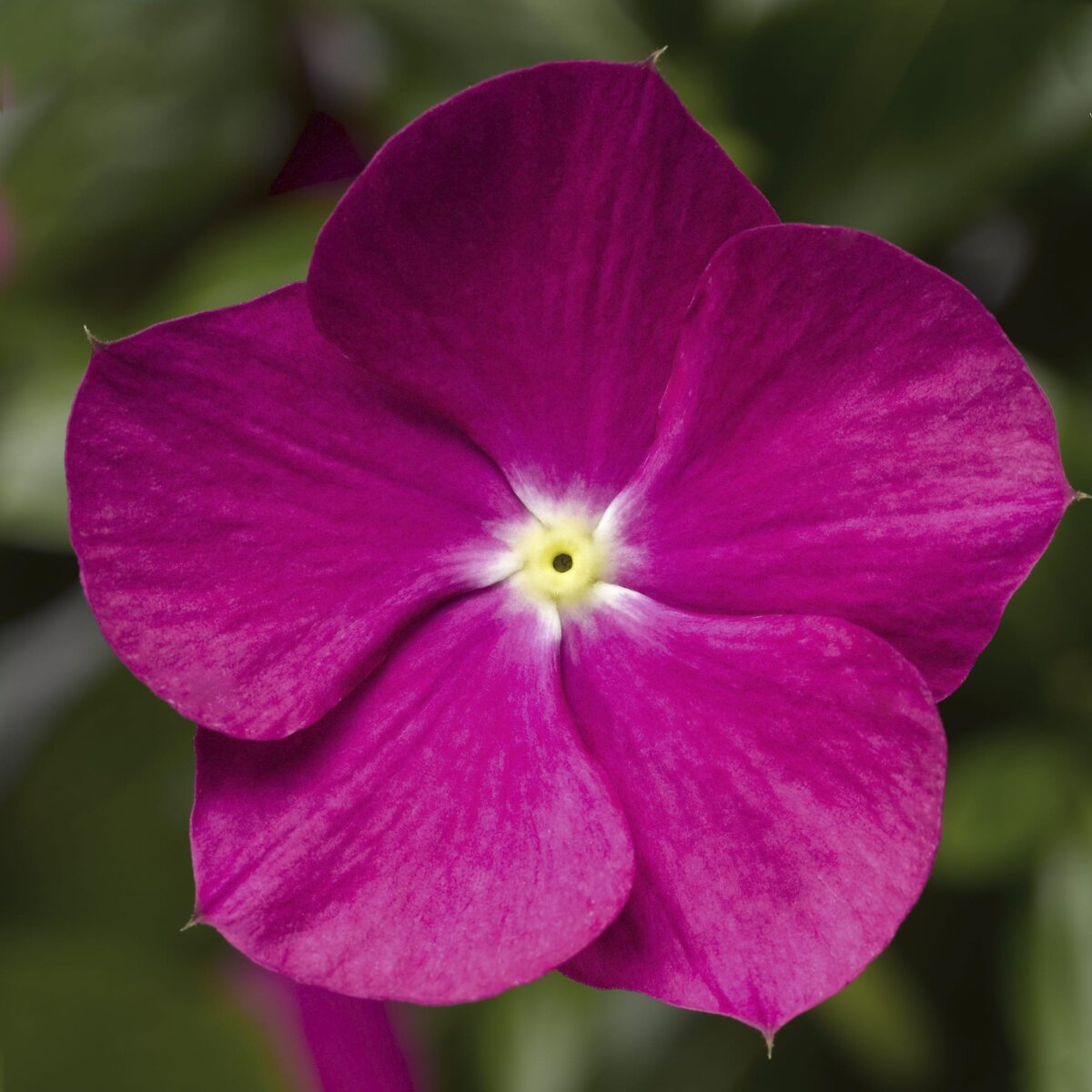 Catharanthus Roseus Cora Cascade XDR Violet Vinca | SiteOne