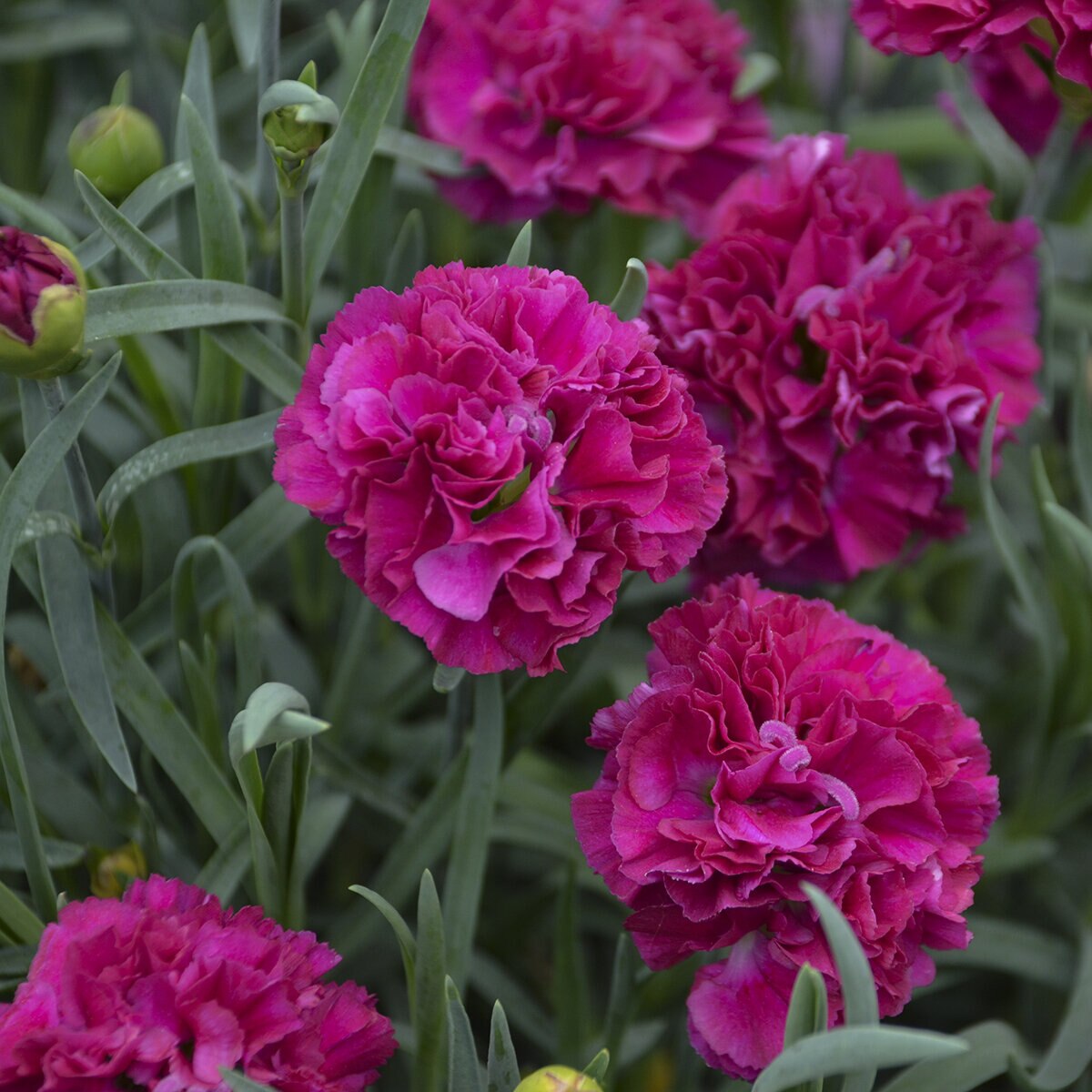Dianthus X Fruit Punch Funky Fuchsia Pinks | SiteOne