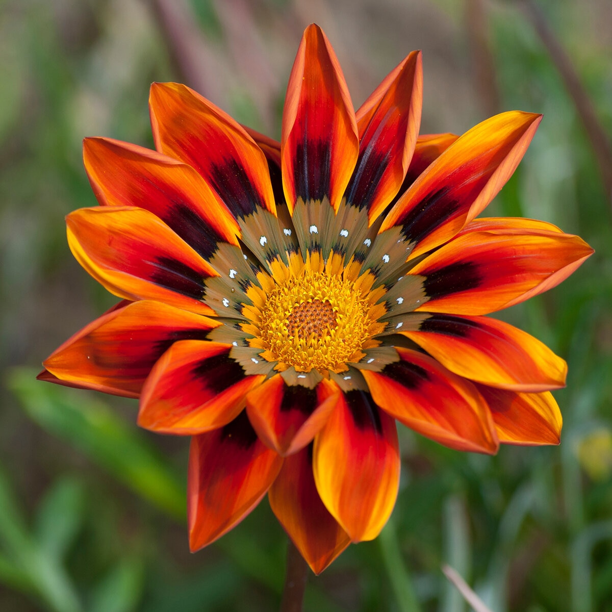 Gazania Rigens Daybreak Bright Orange Treasure Flower | SiteOne US