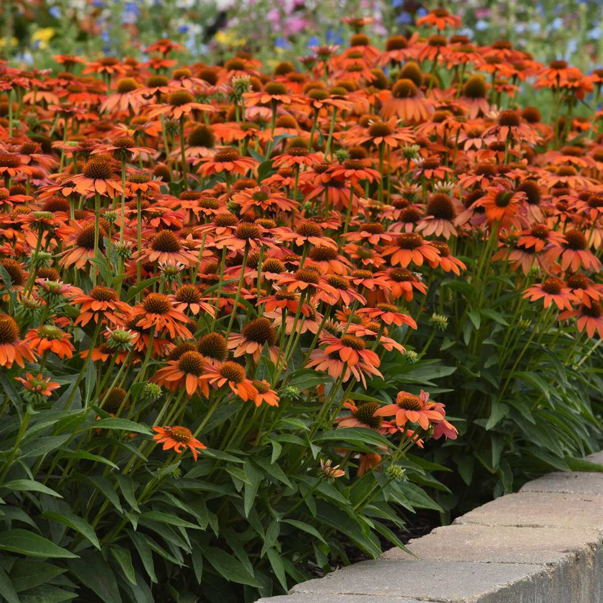 Echinacea X Hybrida Artisan Soft Orange Coneflower | SiteOne US