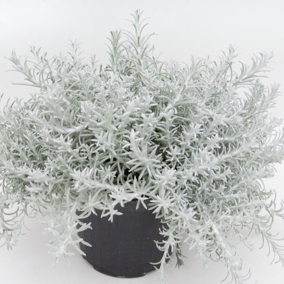 Helichrysum Italicum Silver Stitch Curry Plant Siteone Us