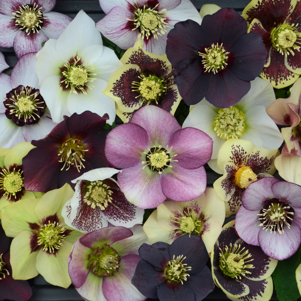 Helleborus X Honeymoon Mix Lenten Rose | SiteOne US