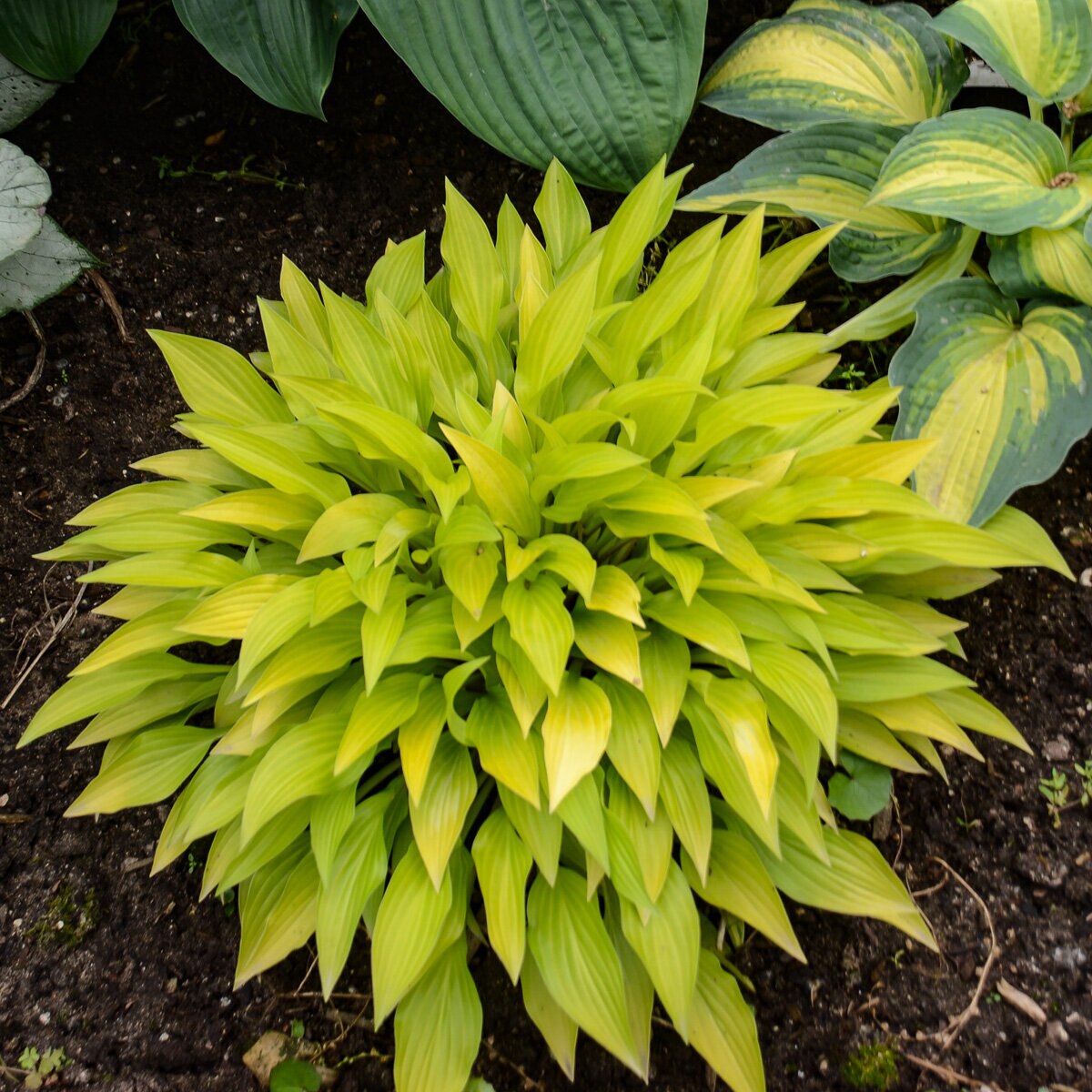 Hosta Munchkin Fire Plantain Lily | SiteOne US