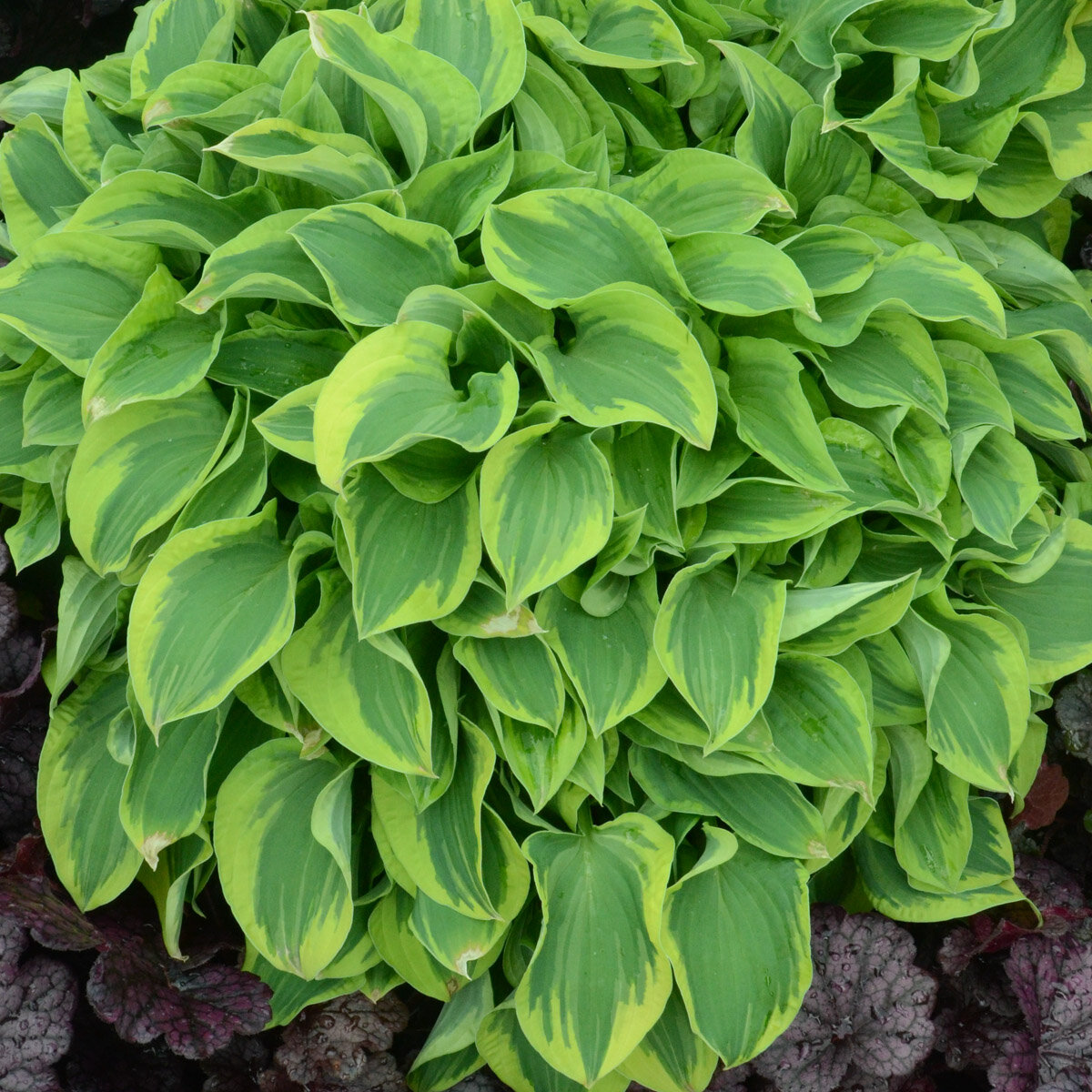 Hosta Wrinkle in Time Plantain Lily | SiteOne US