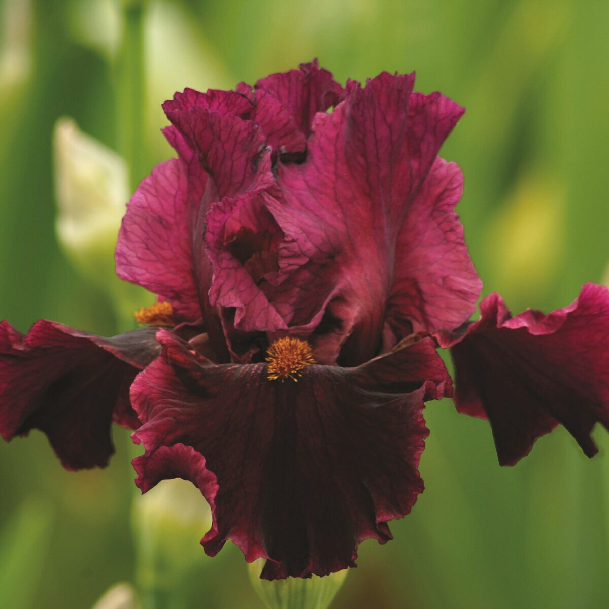 Iris Germanica Obsessed Bearded Iris | SiteOne