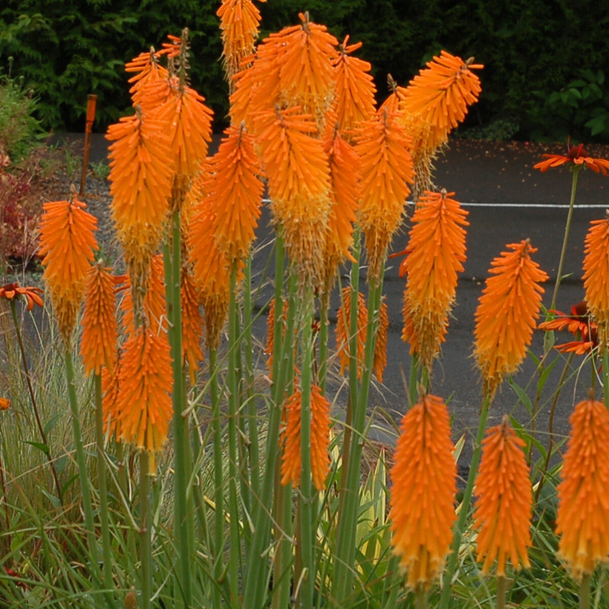 Kniphofia X Mango Popsicle Red Hot Poker | SiteOne US