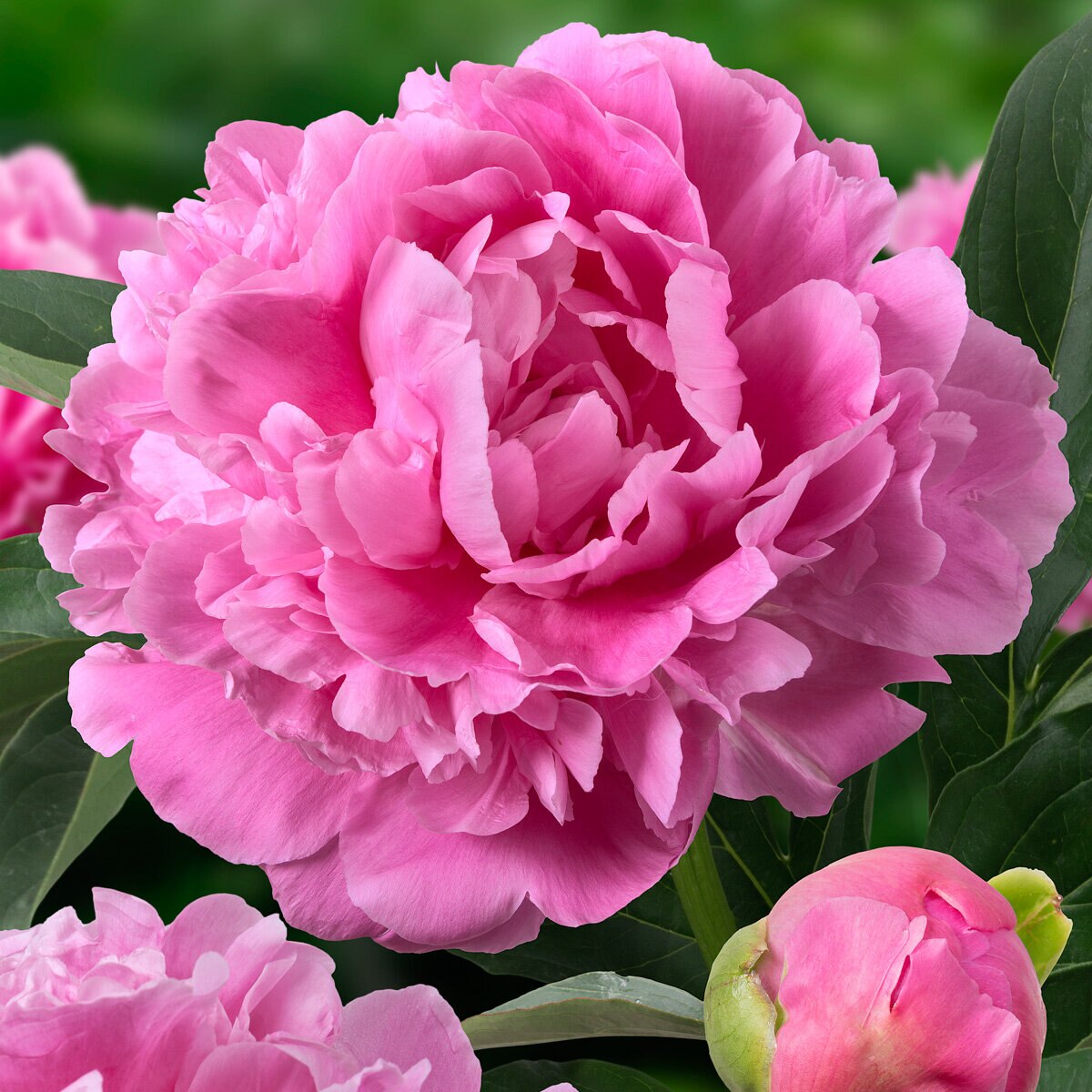 Paeonia Lactiflora Jacorma Peony | SiteOne US