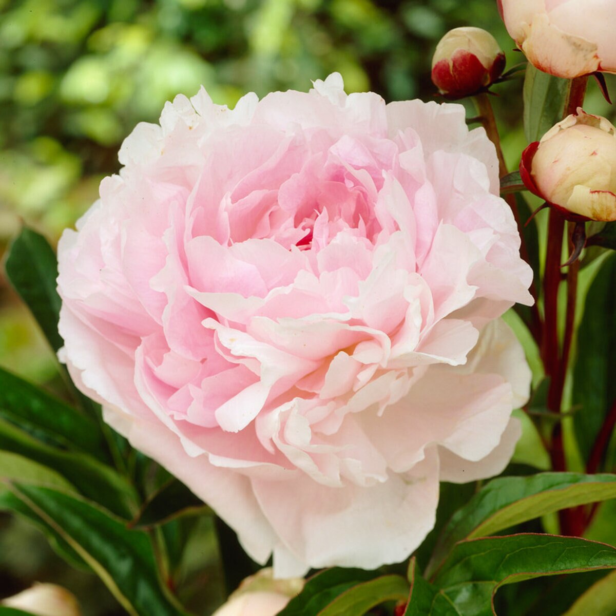 Paeonia X Lady Orchid Peony | SiteOne US