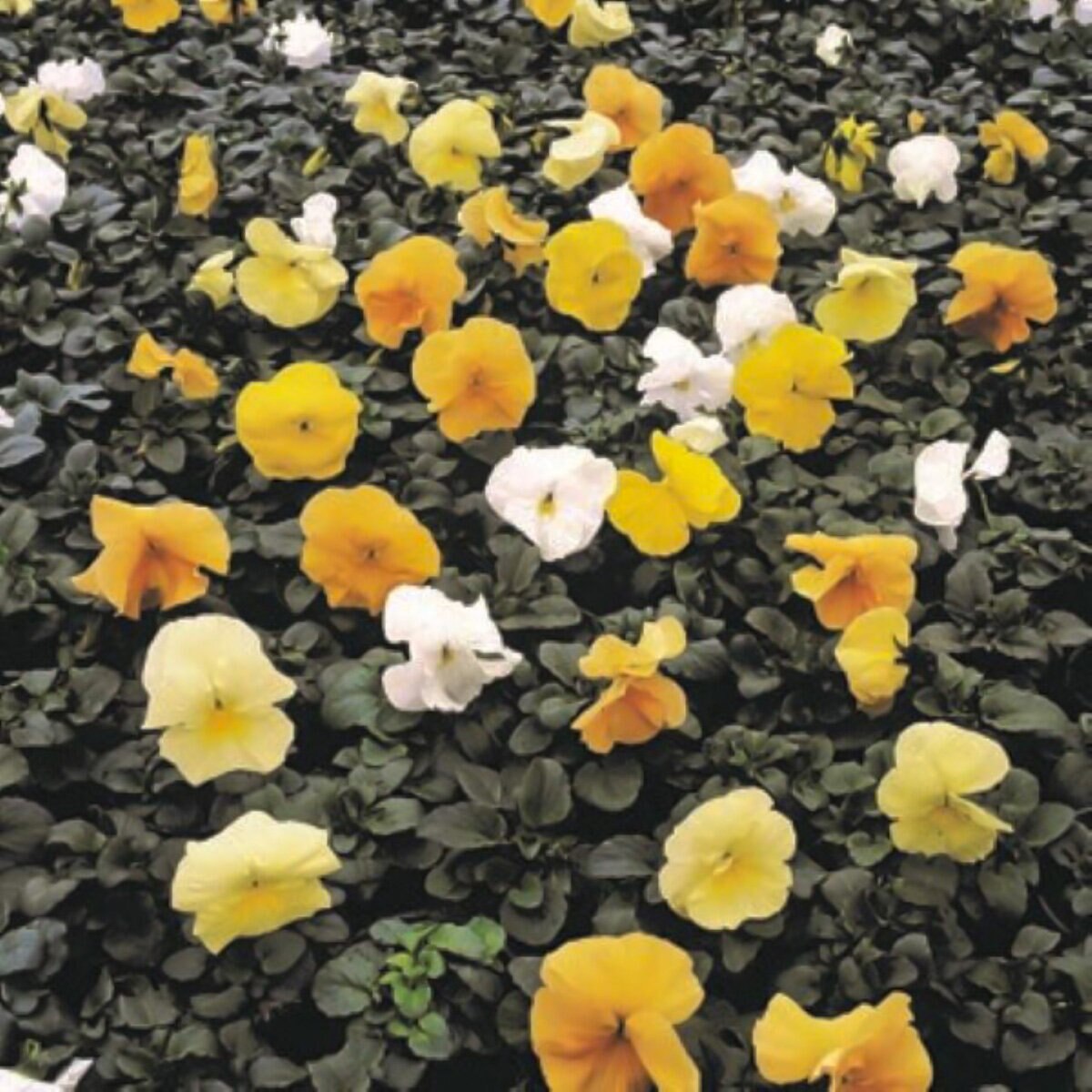 Viola X Wittrockiana Delta Citrus Mixture Pansy | SiteOne US