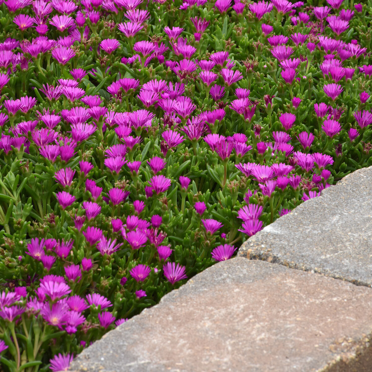 Delosperma X Ocean Sunset Violet Portfolio Ice Plant | SiteOne US