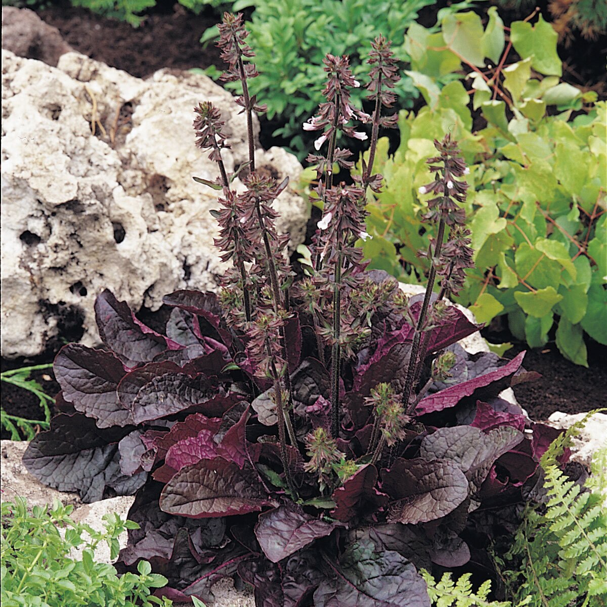 Salvia Lyrata Purple Volcano Sage | SiteOne