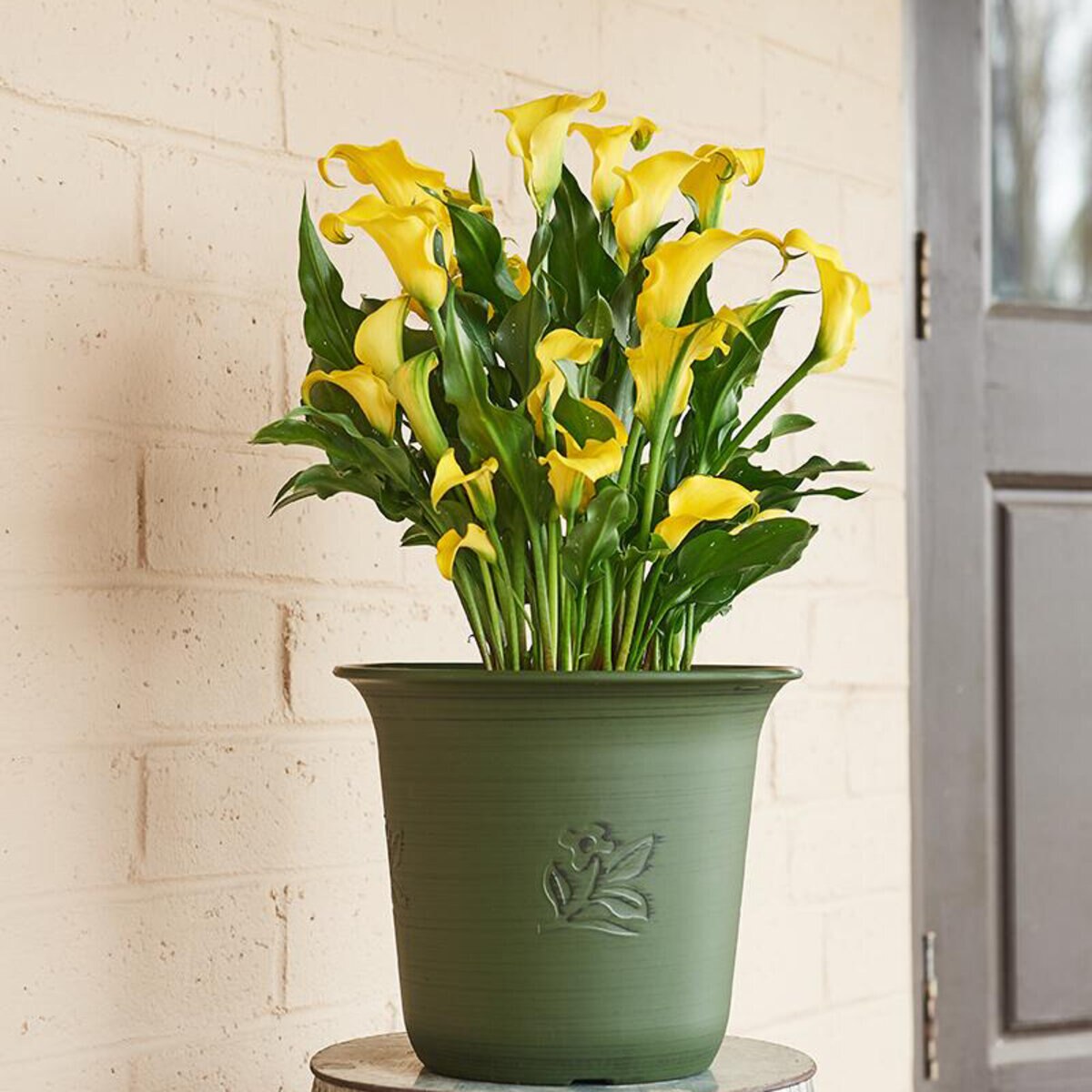 Zantedeschia Sprengeri Captain Yellow Calla Lily | SiteOne
