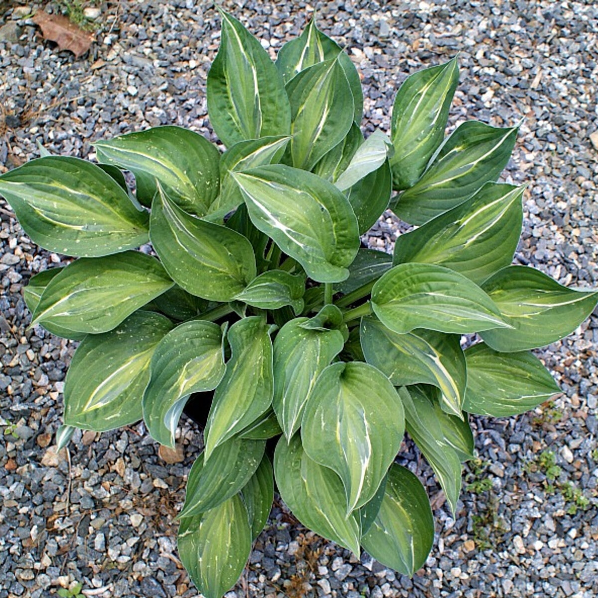 Hosta X Yellow Polka Dot Bikini Plantain Lily | SiteOne US