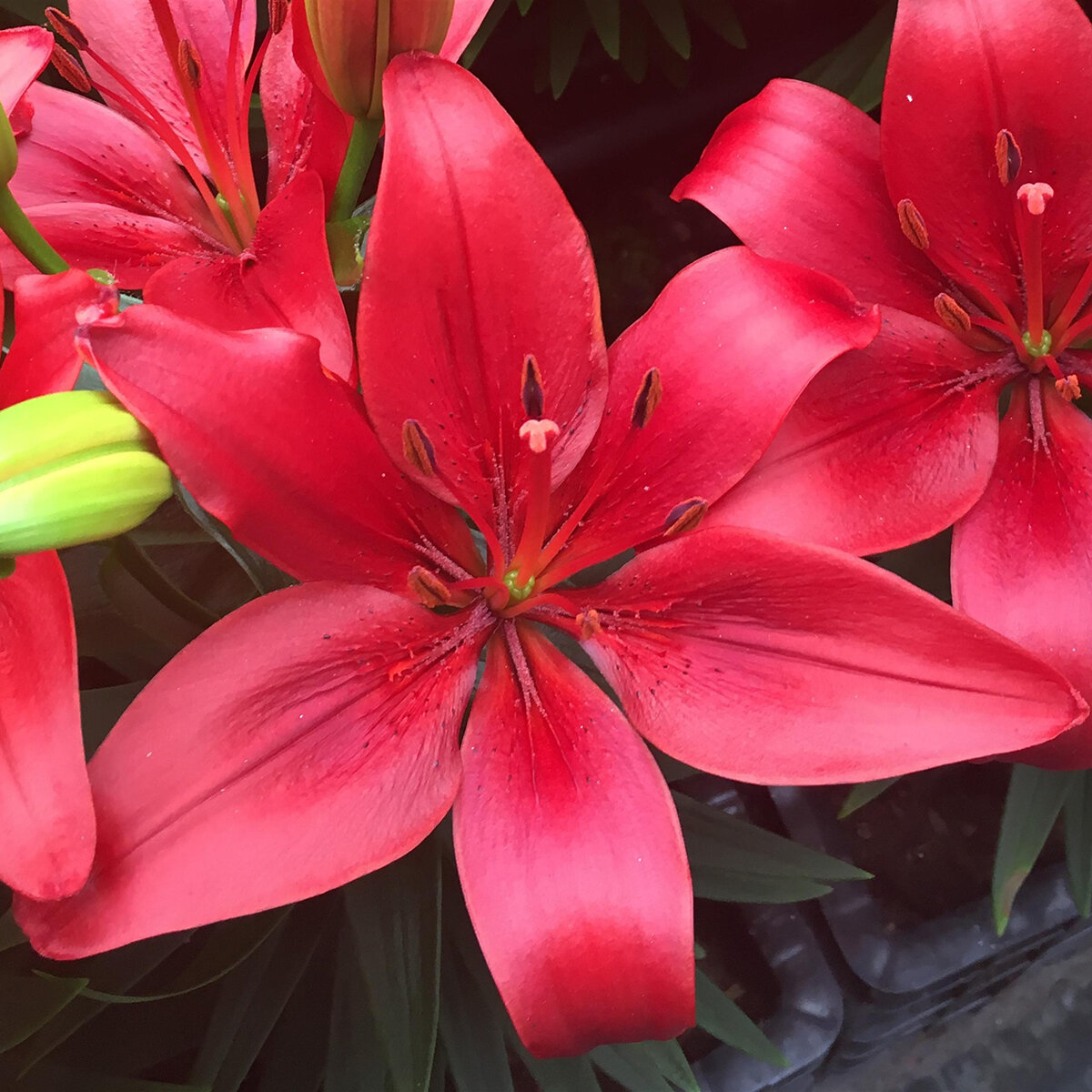 Lilium x Matrix Red Asiatic Lily | SiteOne US