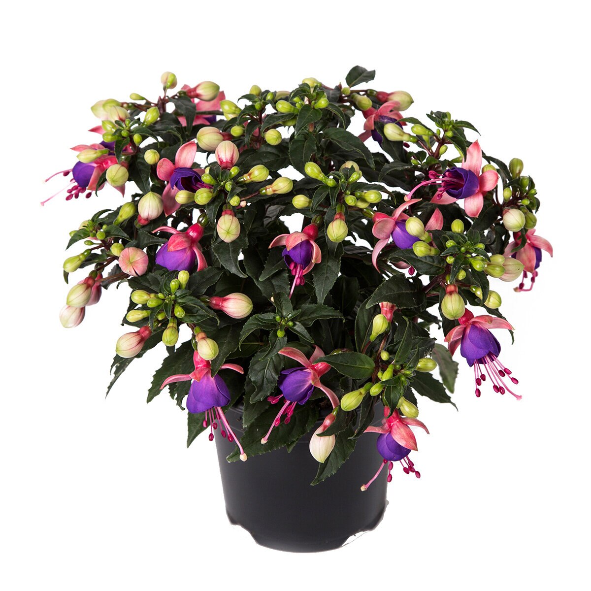 Fuchsia X Bella Mariska Fuchsia | SiteOne US