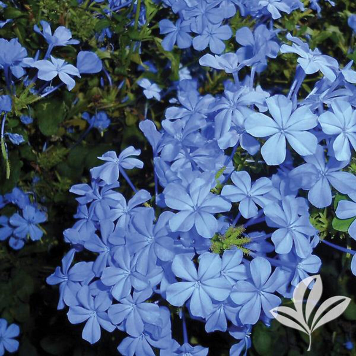Plumbago Auriculata Dark Blue Cape Leadwort | SiteOne US