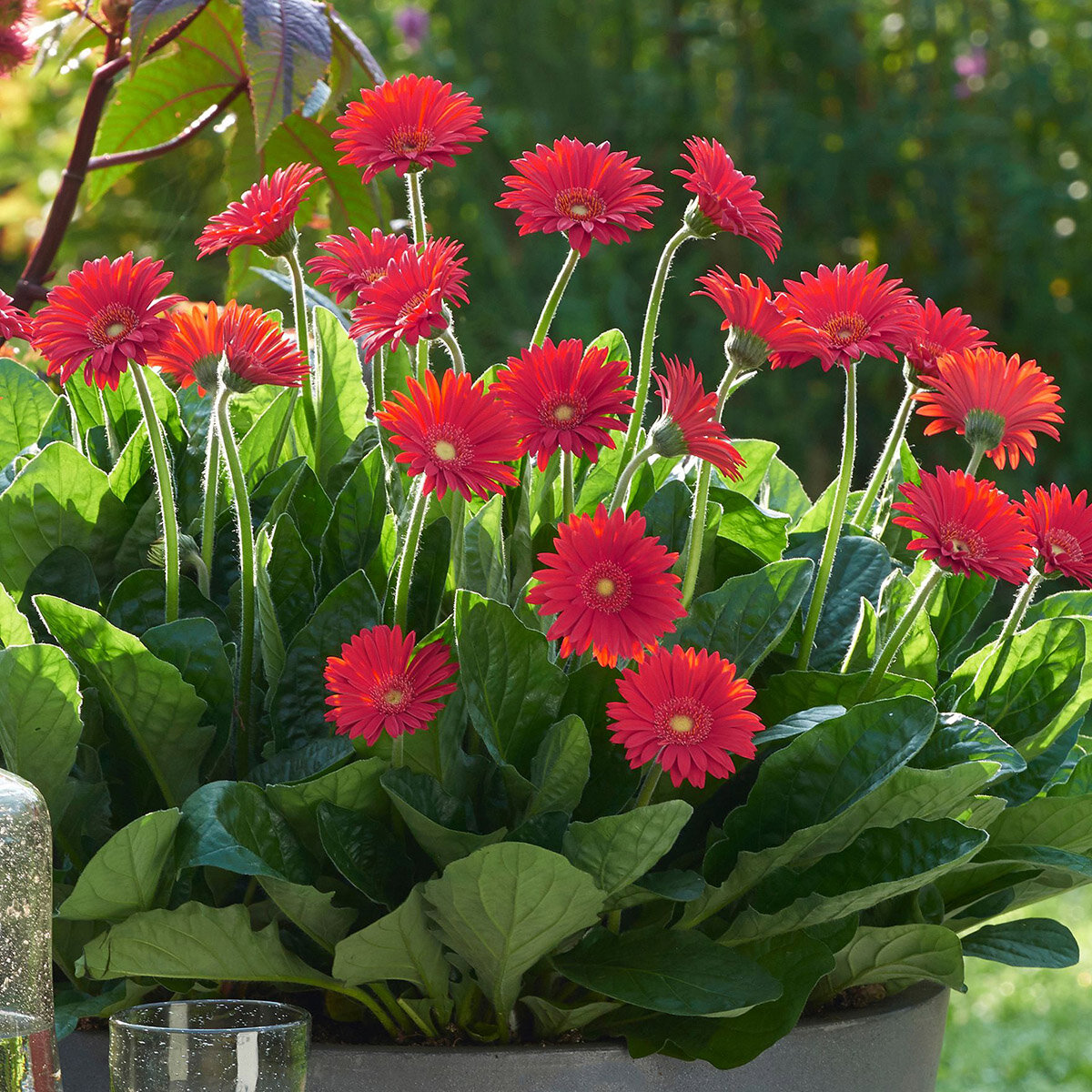 Gerbera x Garden Jewels Red Gerber Daisy | SiteOne