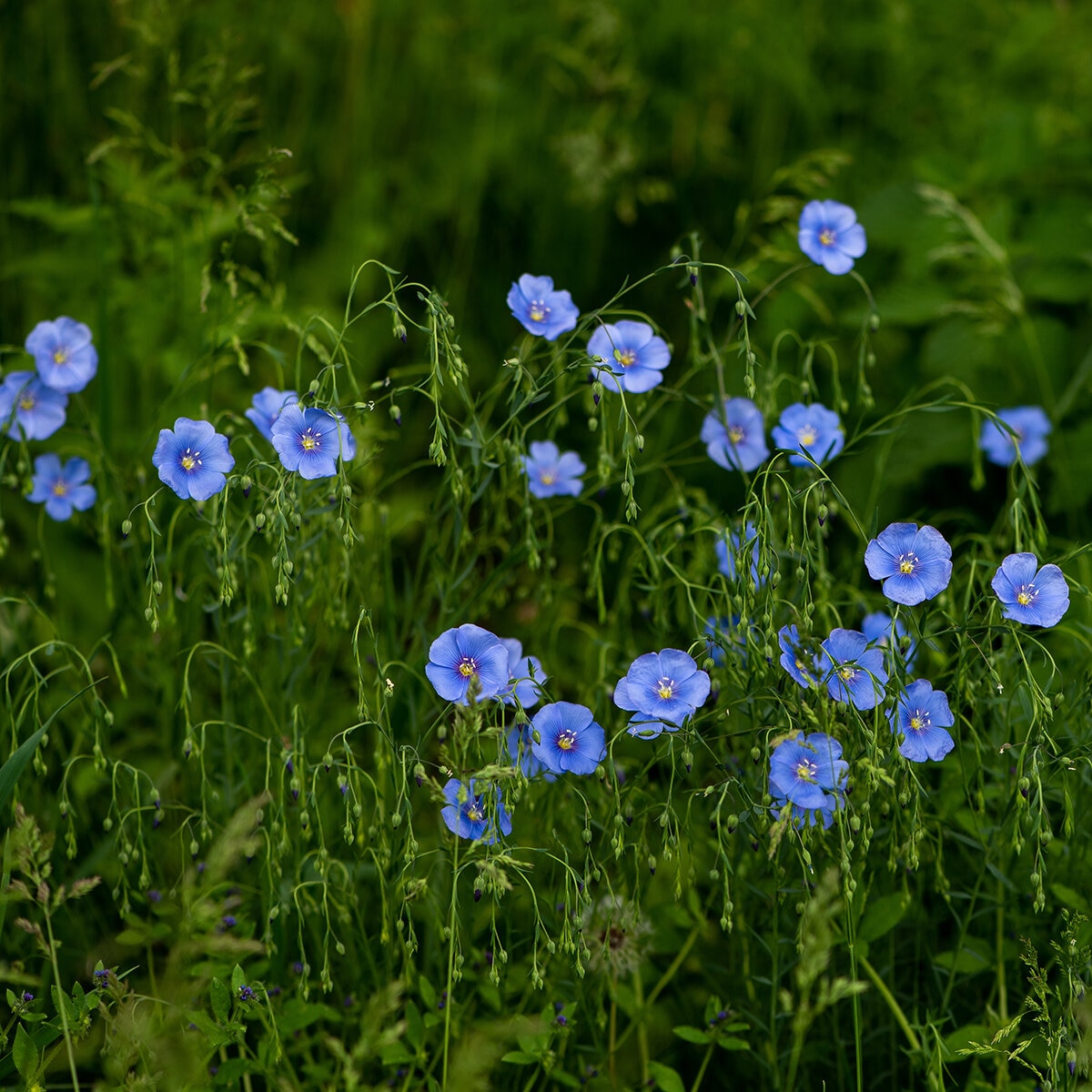 Linum Lewisii Blue Prairie Flax | SiteOne