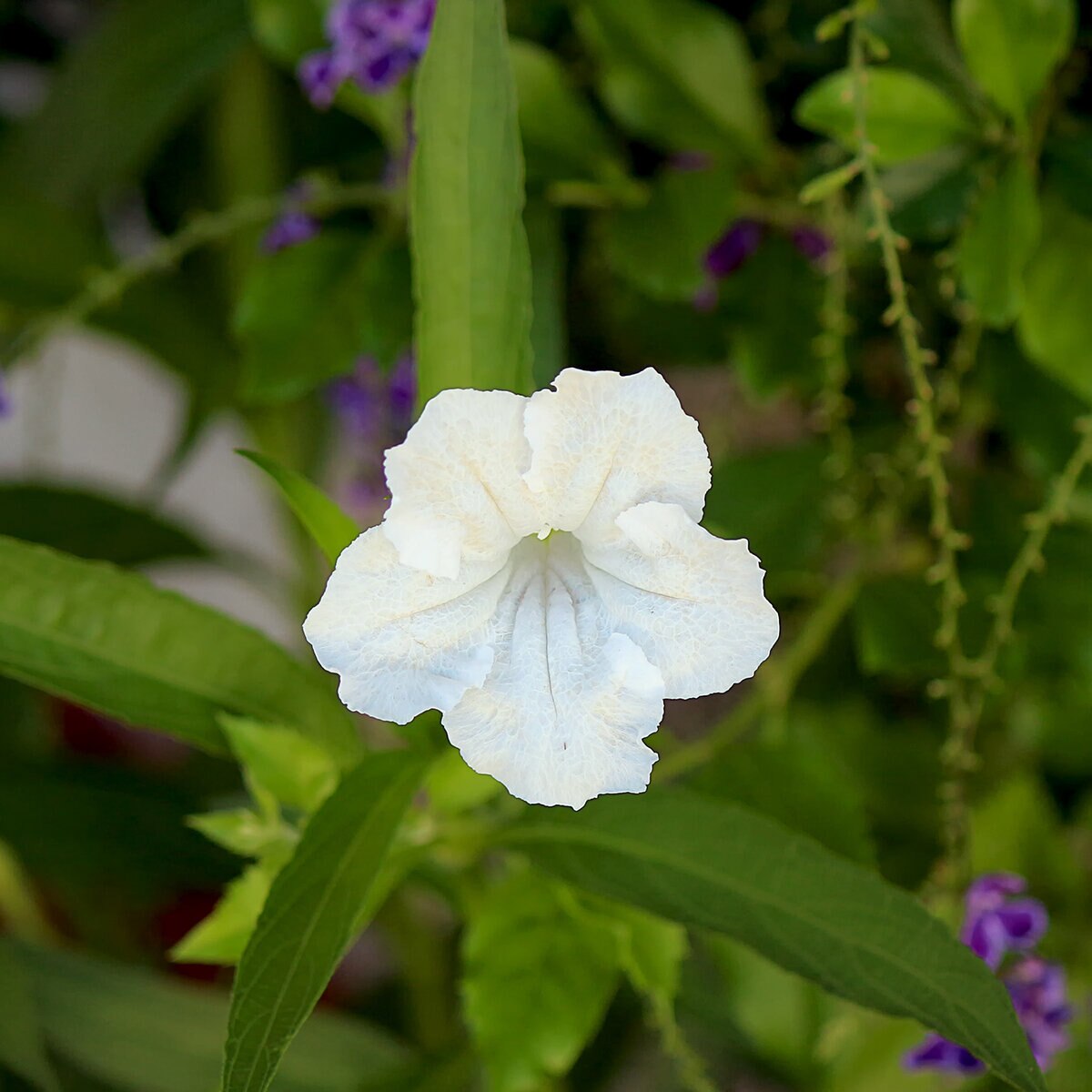 Ruellia Brittoniana Katies White (White Ruffles) Mexican Petunia ...