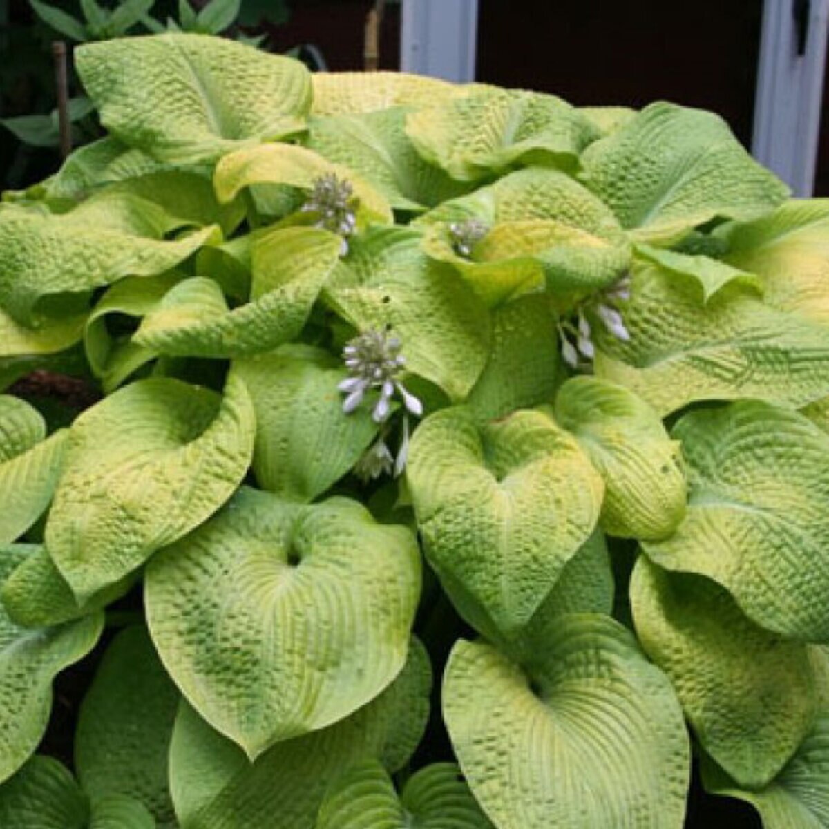Hosta X City Lights Plantain Lily | SiteOne