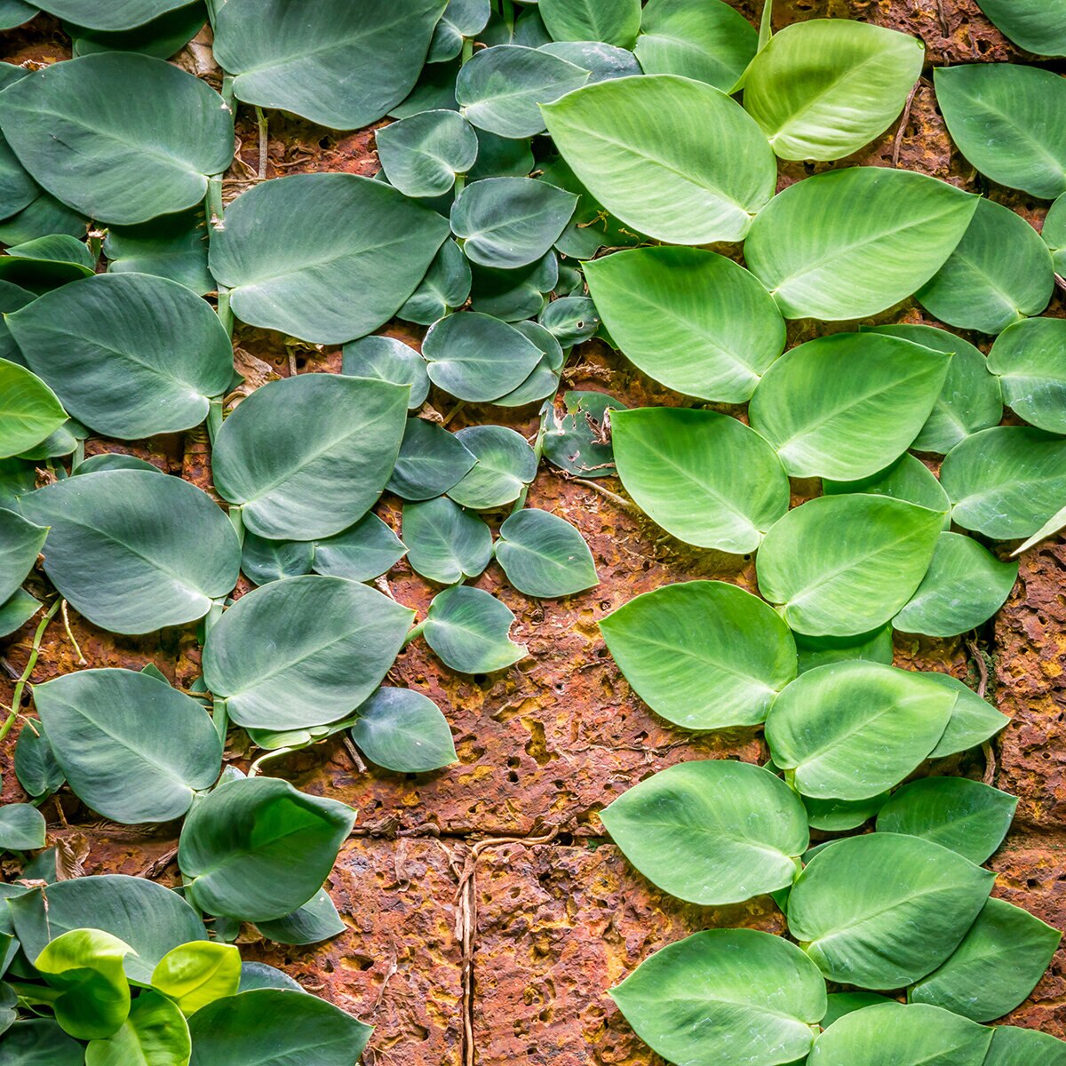 Rhaphidophora Hayii Shingle Plant | SiteOne