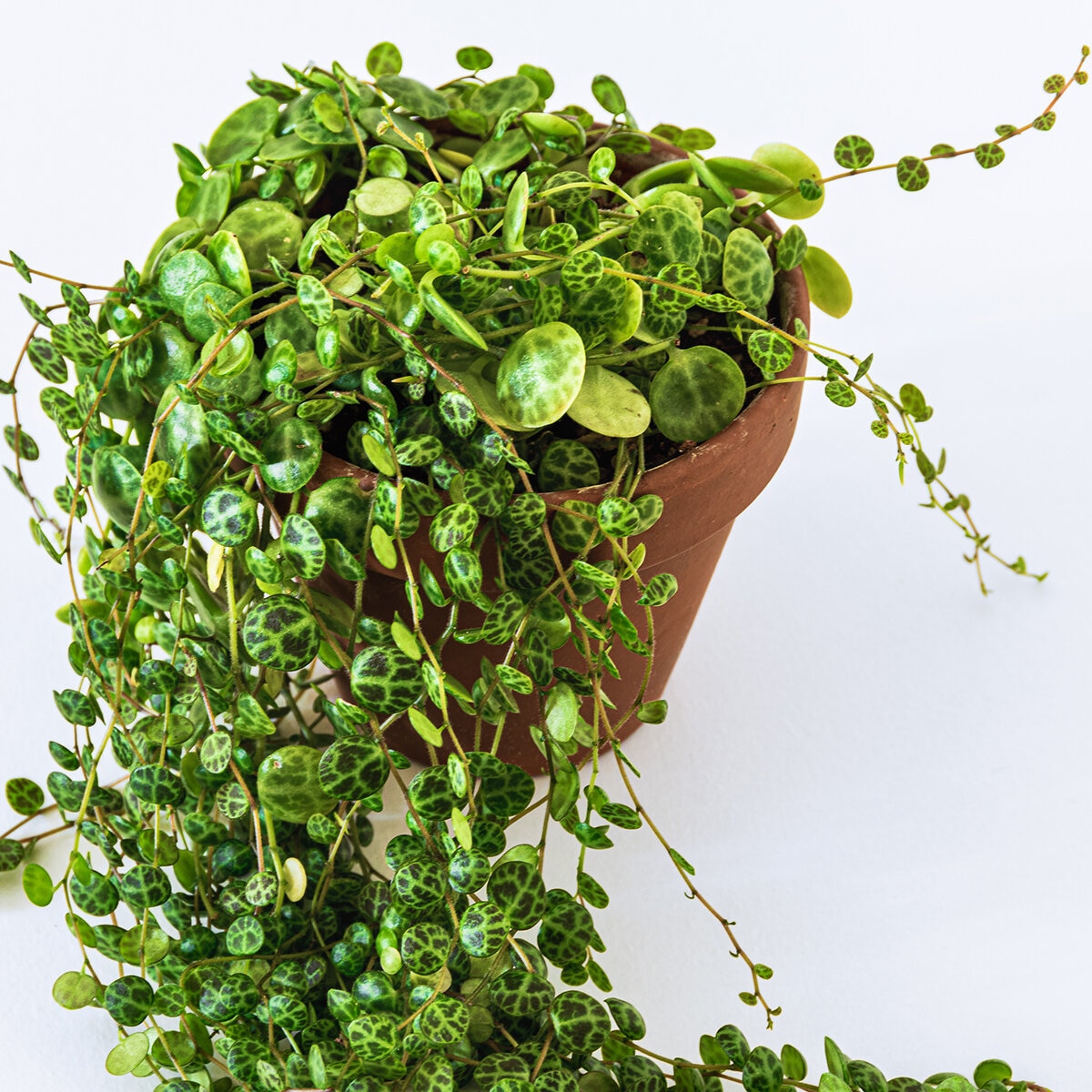 Peperomia Prostrata String of Turtles | SiteOne