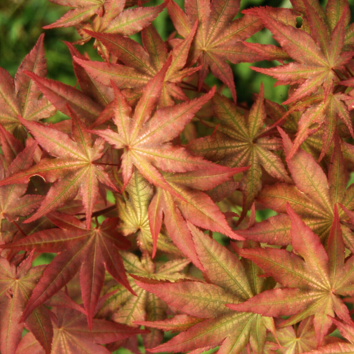 Acer Palmatum Peaches and Cream Japanese Maple | SiteOne US