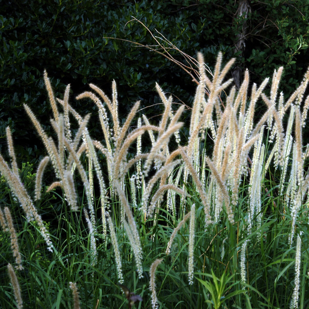 Pennisetum Orientale Tall Tails Oriental Fountain Grass | SiteOne US