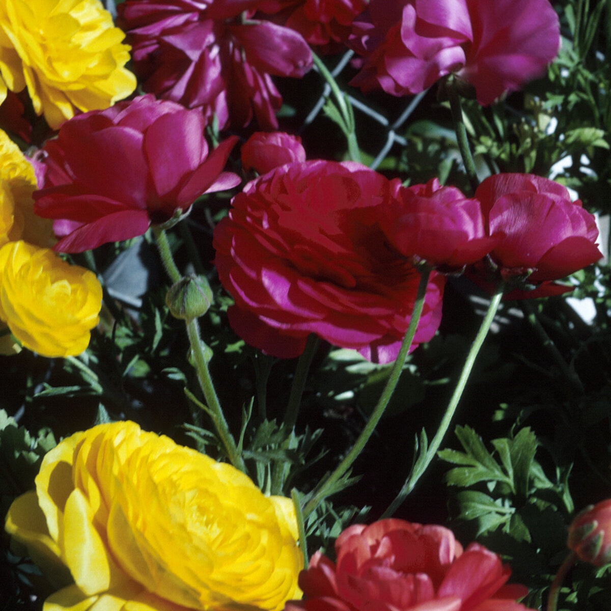 Ranunculus Asiaticus Persian Buttercup | SiteOne US