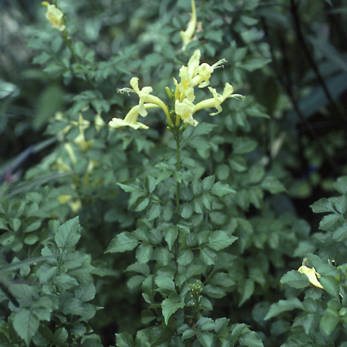 Tecomaria Capensis Aurea Cape Honeysuckle | SiteOne US