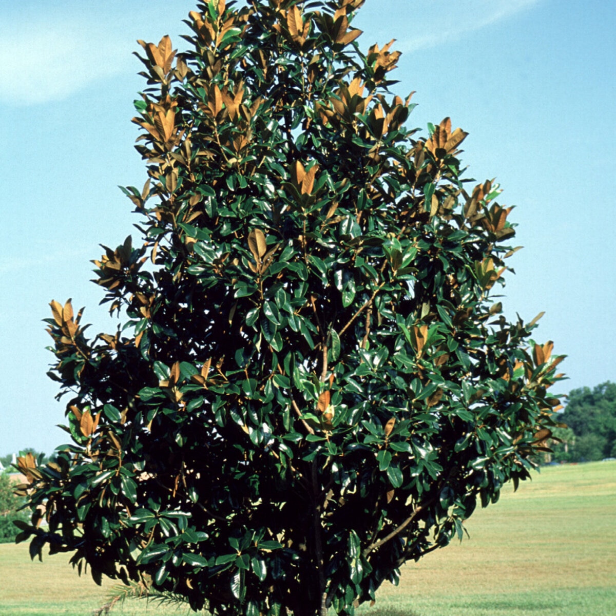 Magnolia Grandiflora Saint Mary Southern Magnolia | SiteOne US